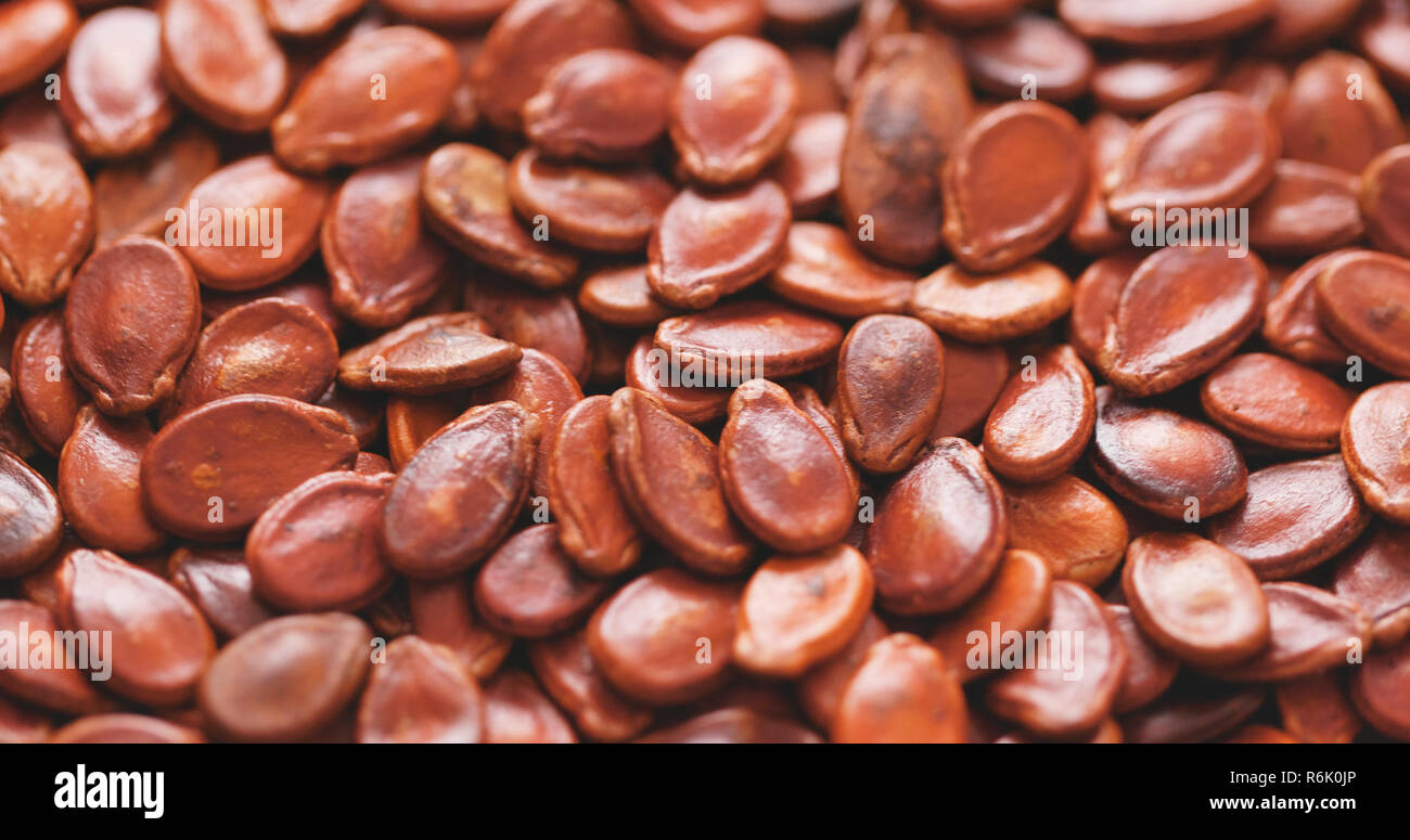 Dry red watermelon seed Stock Photo - Alamy