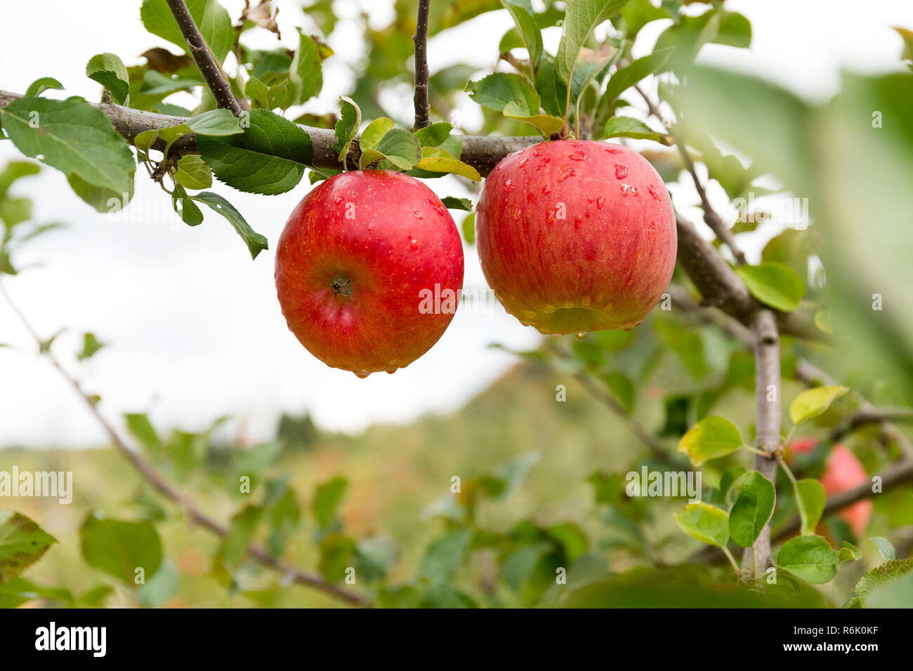 Fresh apple tree in farm Stock Photo - Alamy