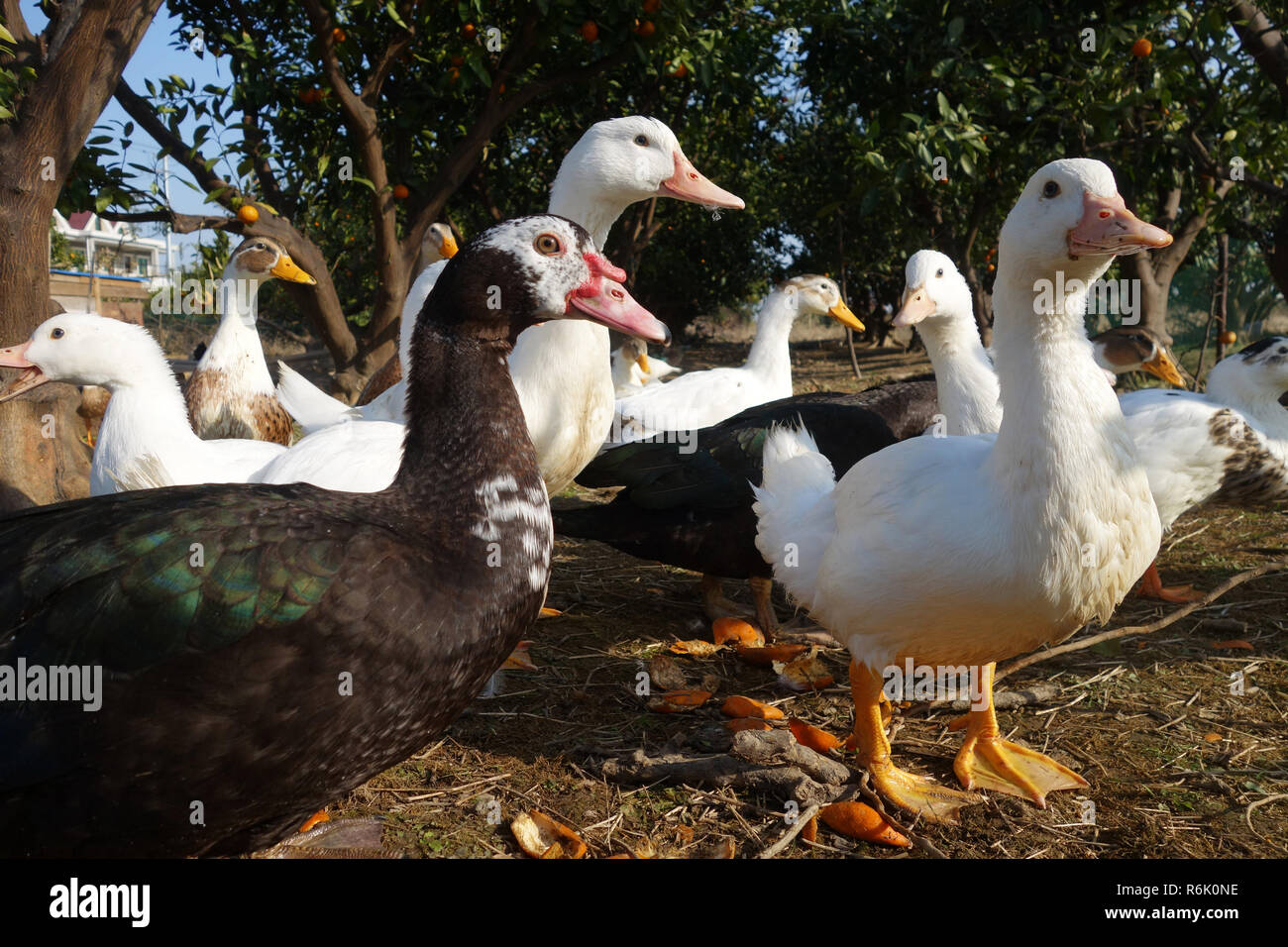 Ducks in farm traditional farming Stock Photo - Alamy