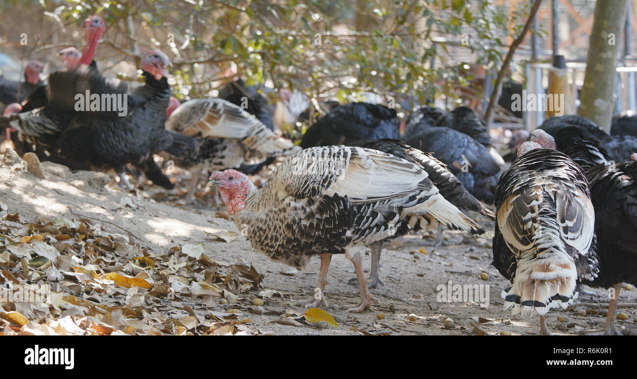 Wild Turkey in pasture Stock Photo - Alamy
