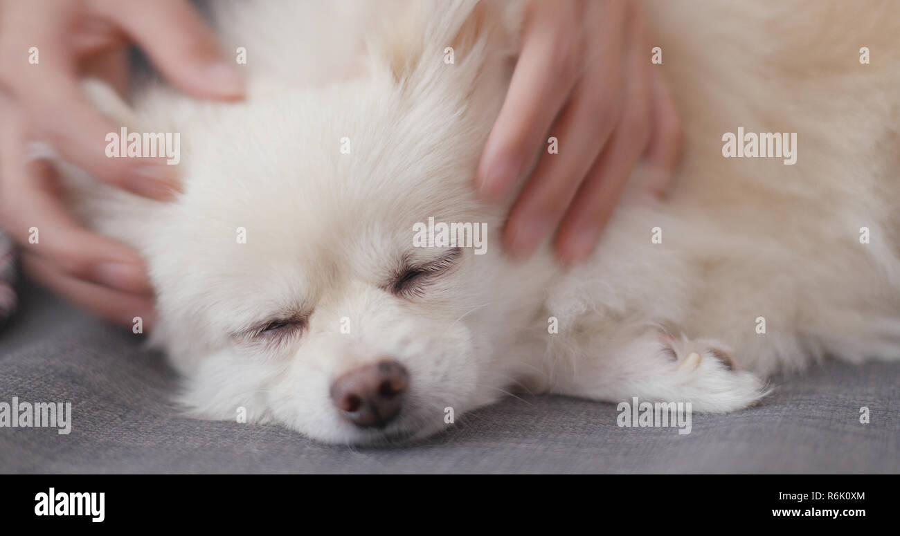 Pet owner touch on pomeranian dog Stock Photo - Alamy
