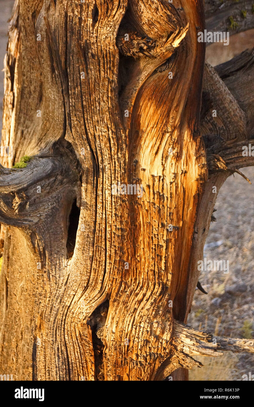 Juniper soft hi-res stock photography and images - Alamy