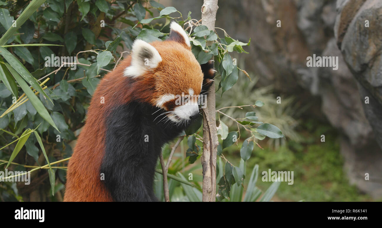 Red panda eating bamboo tree Stock Photo - Alamy