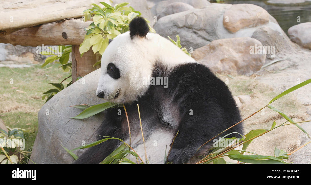 Panda eat eating food hungry hi-res stock photography and images - Alamy