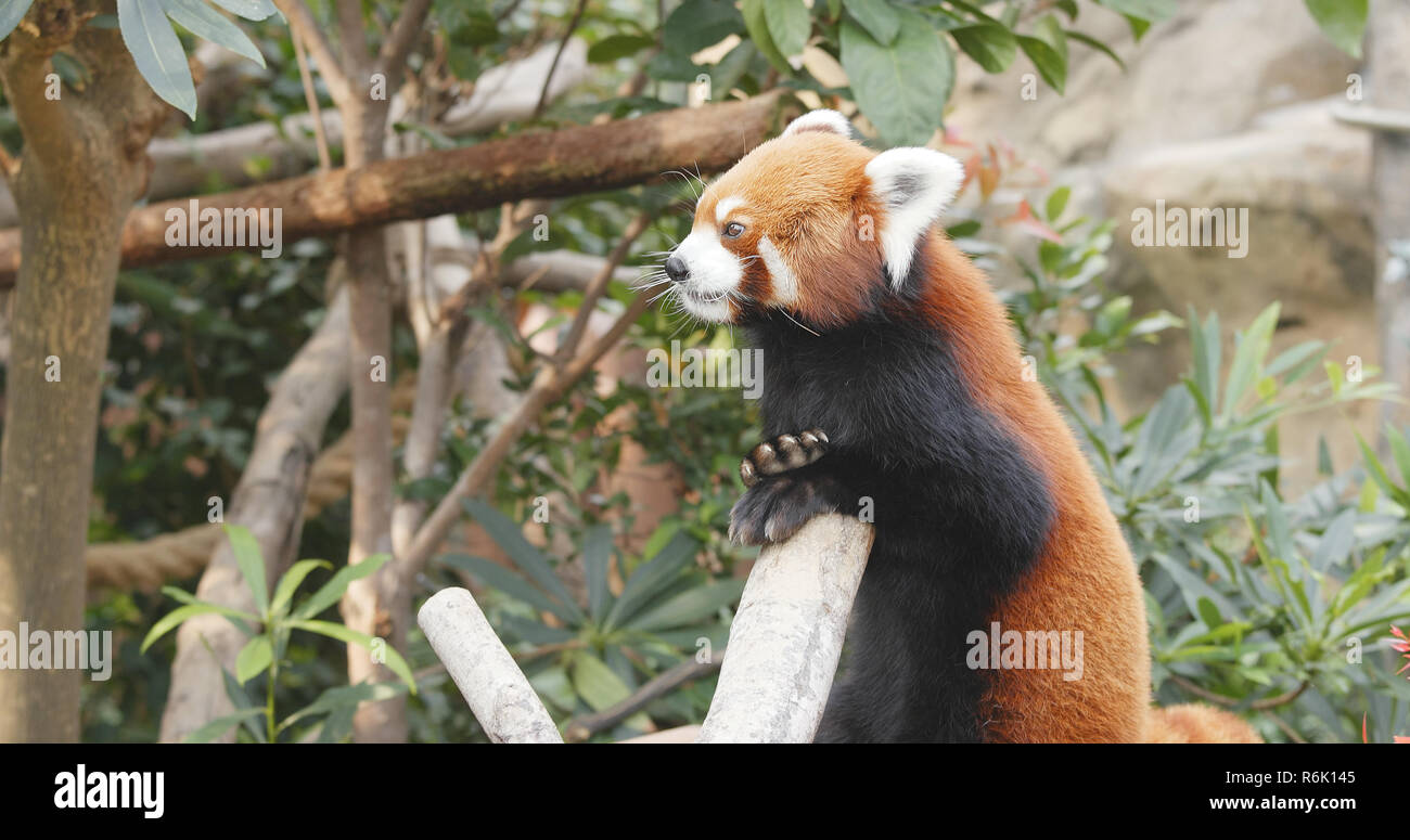 Red panda at zoo Stock Photo - Alamy