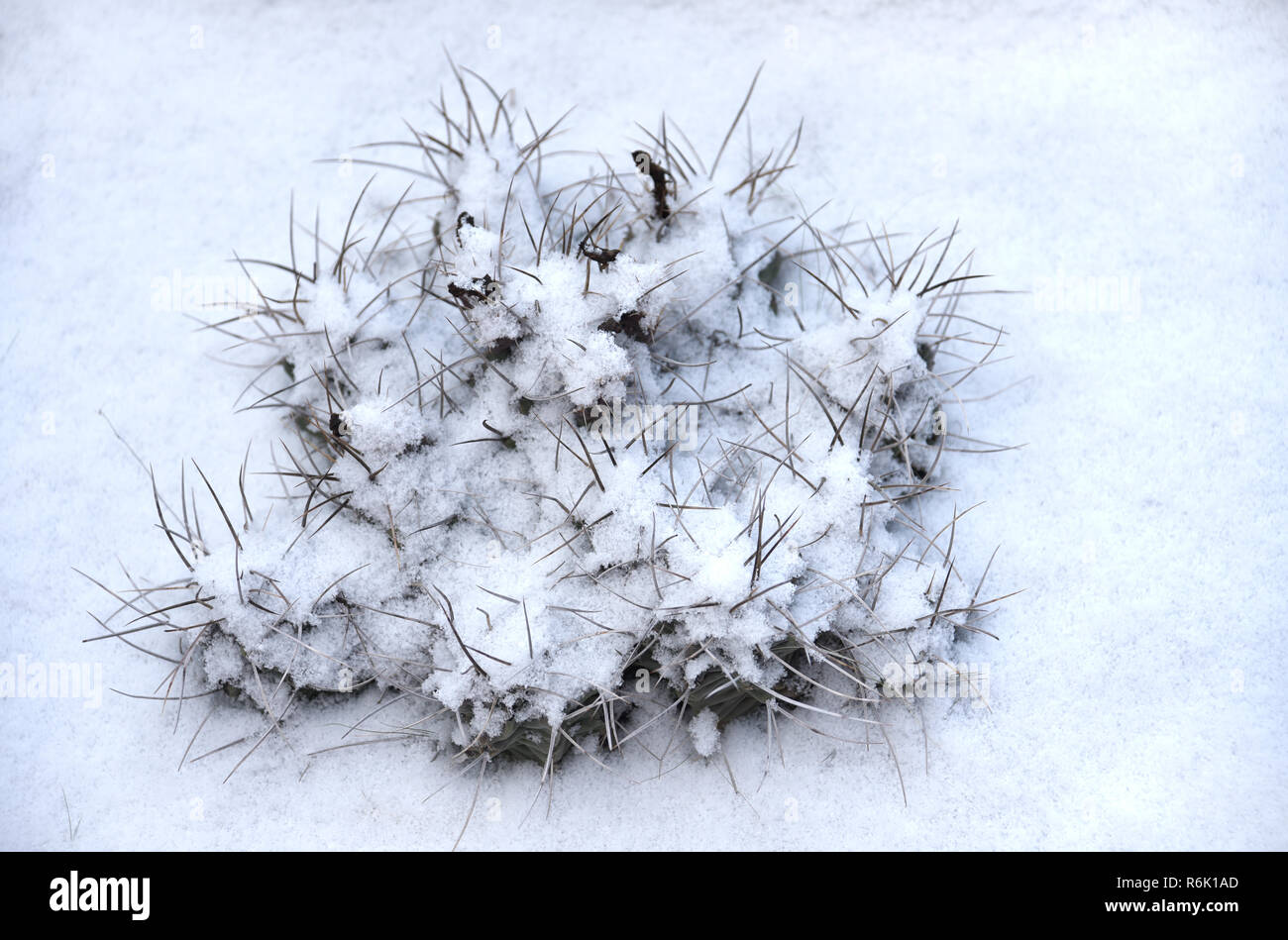 Snow on cactus hi-res stock photography and images - Alamy