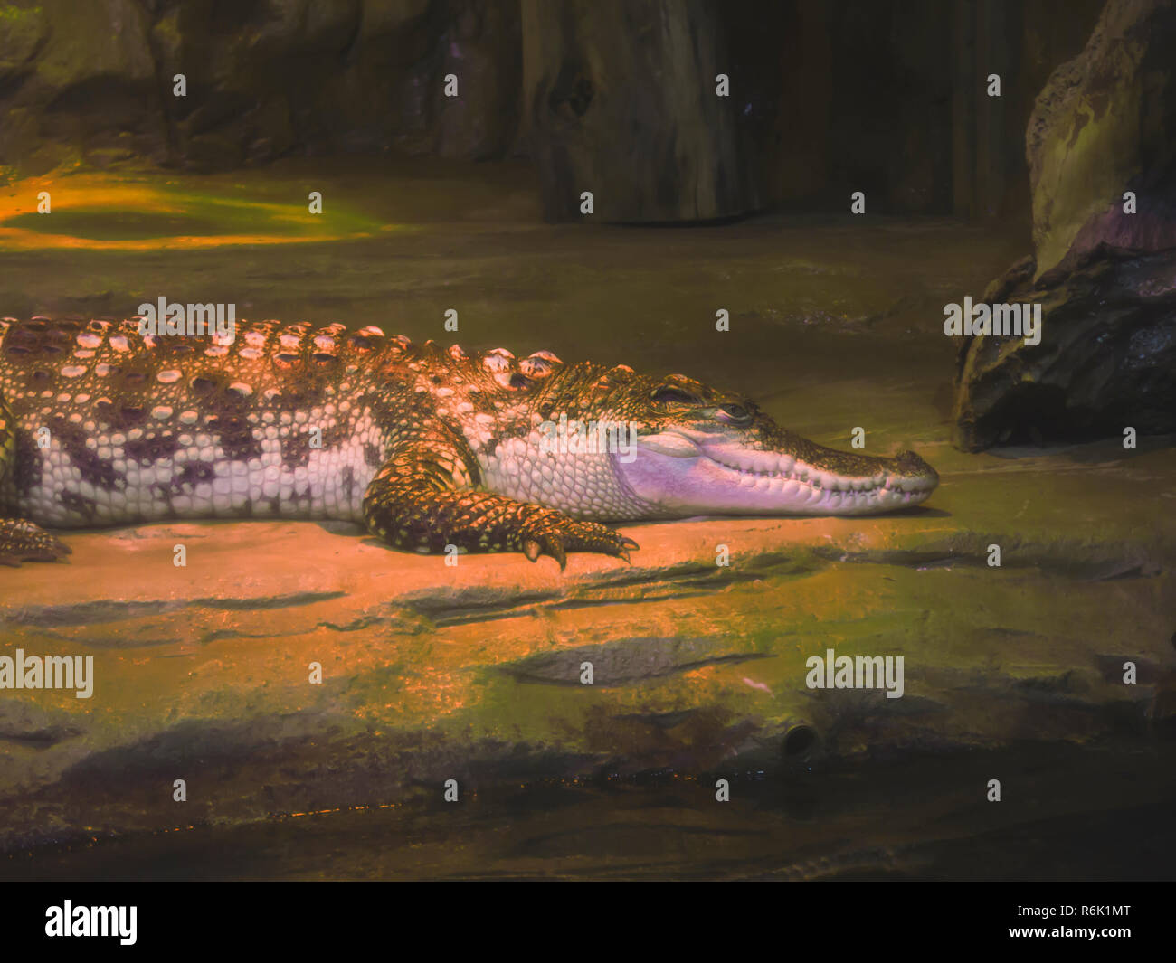 Crocodile cave crocodile cave hi-res stock photography and images - Alamy