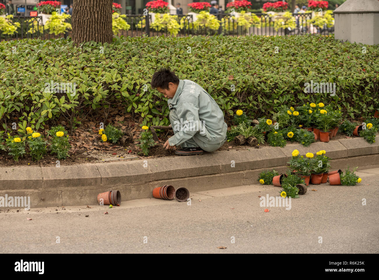 Workers planting flowers in road median in Shanghai Stock Photo - Alamy