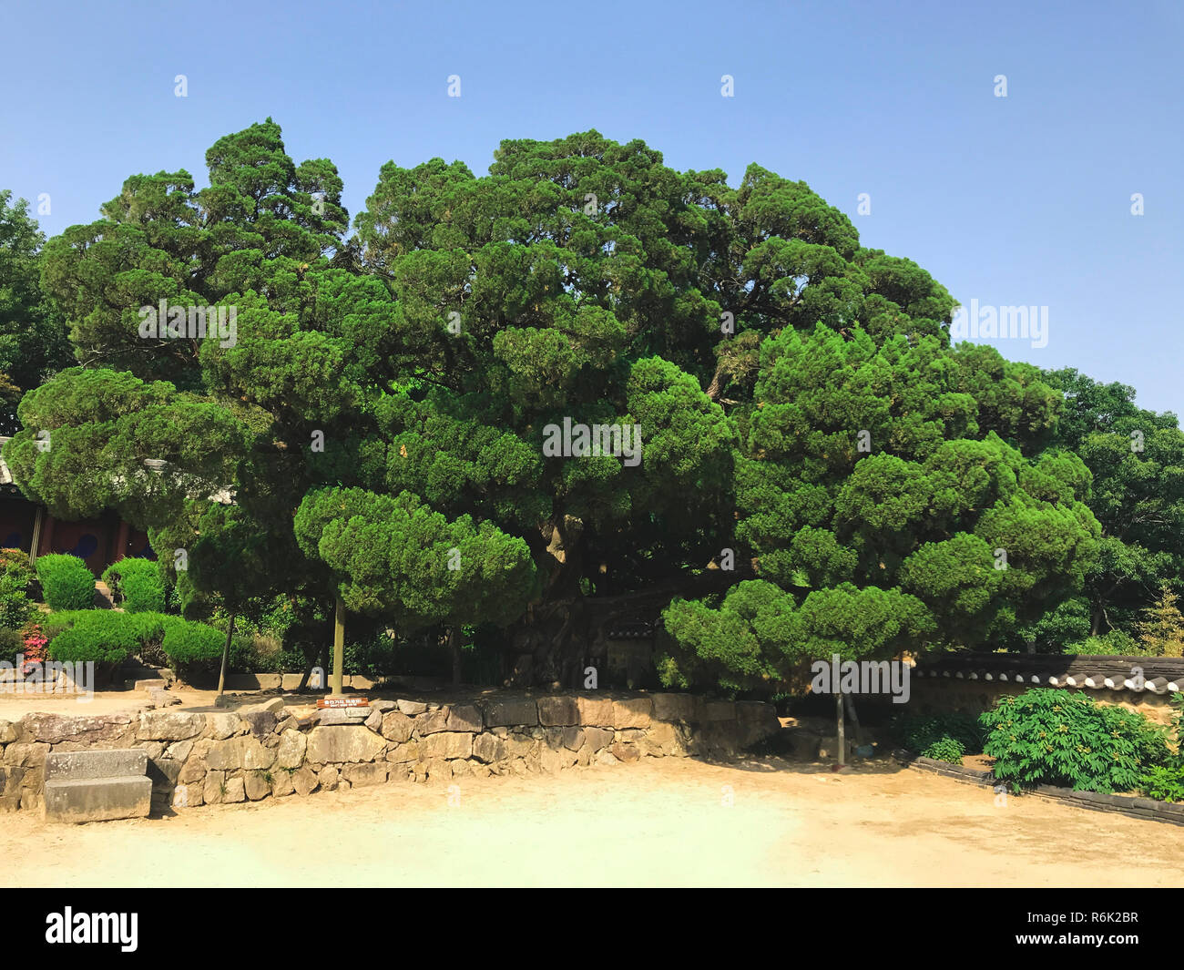 The big beautiful tree in South Kora Stock Photo - Alamy
