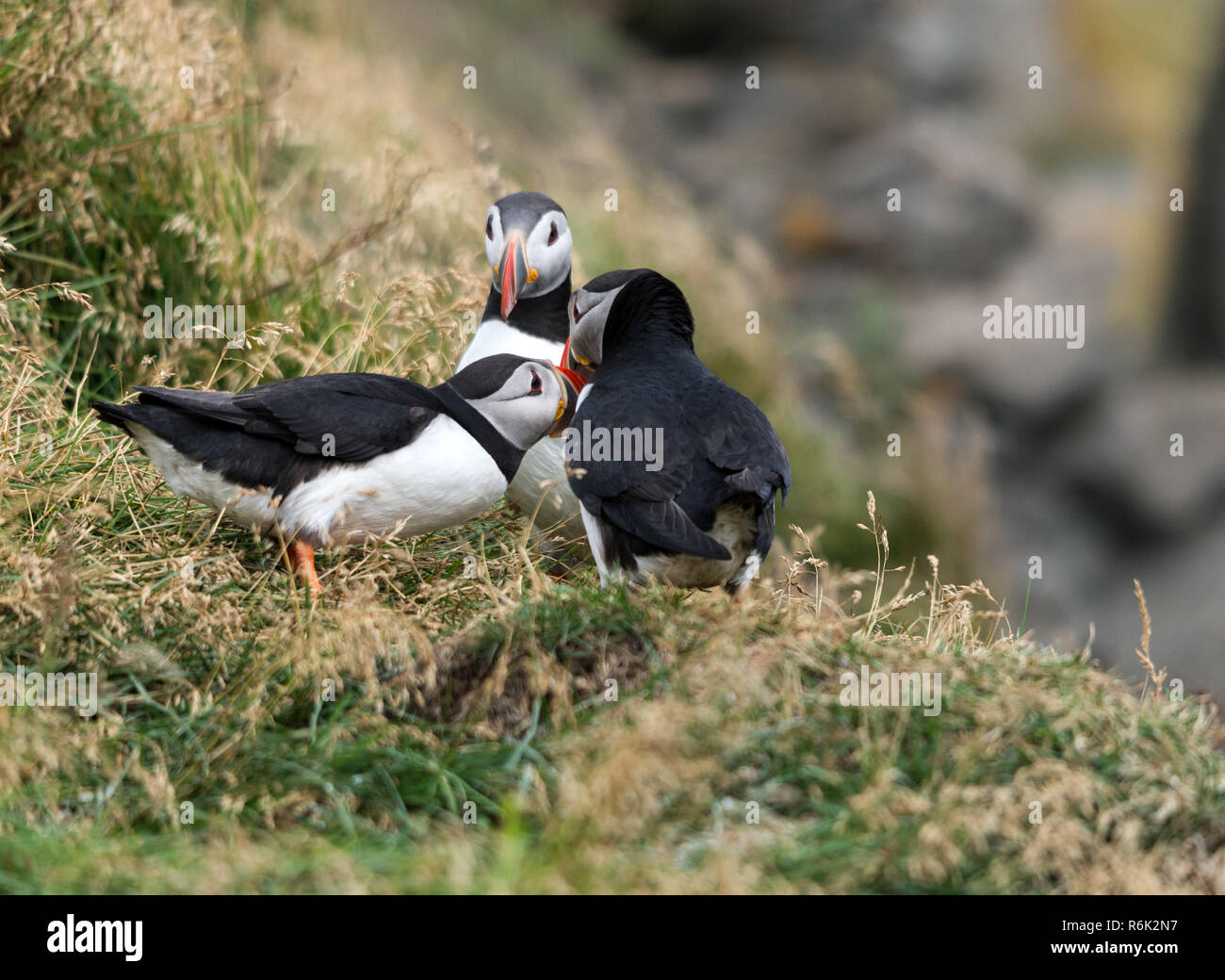 The Atlantic puffin, also known as the common puffin Stock Photo - Alamy