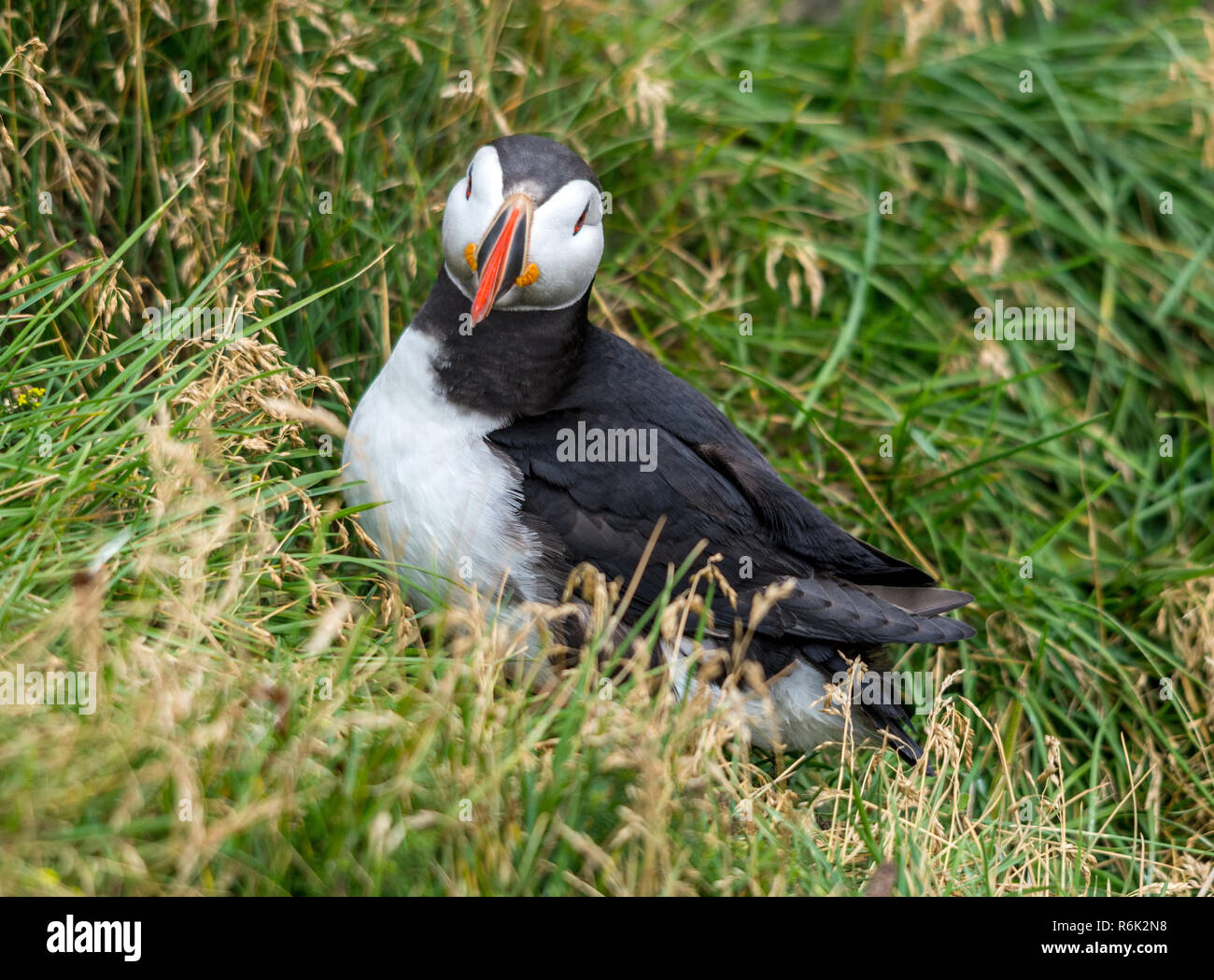 The Atlantic puffin, also known as the common puffin Stock Photo - Alamy