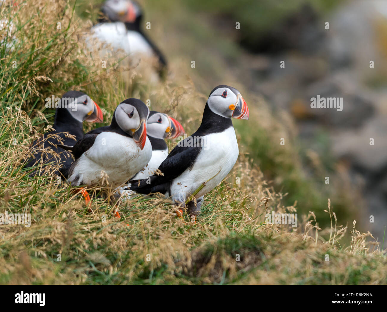 The Atlantic puffin, also known as the common puffin Stock Photo - Alamy