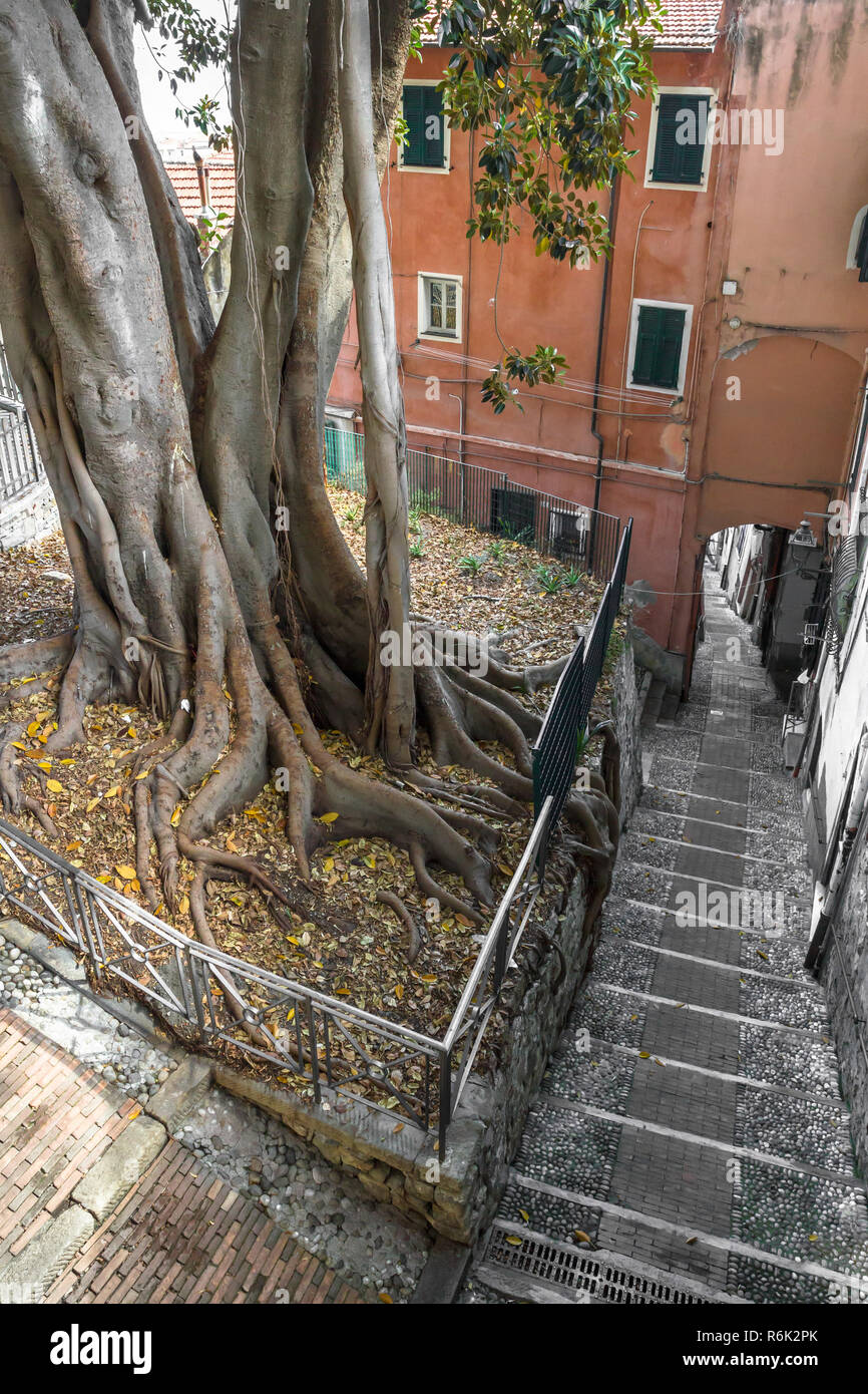 Roots of an old tree Stock Photo - Alamy