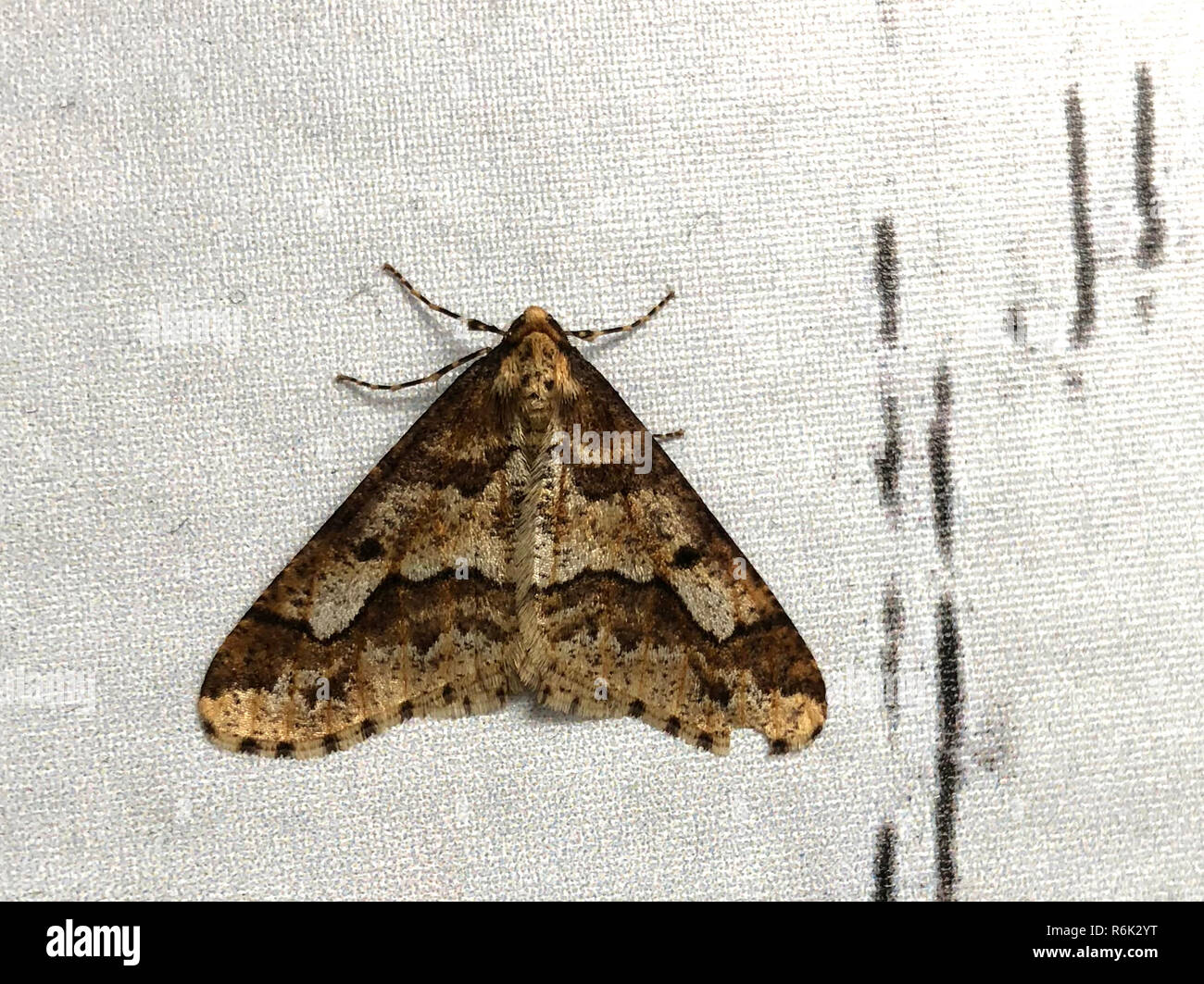 MOTTLED UMBER MOTH Erannis defoliara. Photo: Tony Gale Stock Photo - Alamy