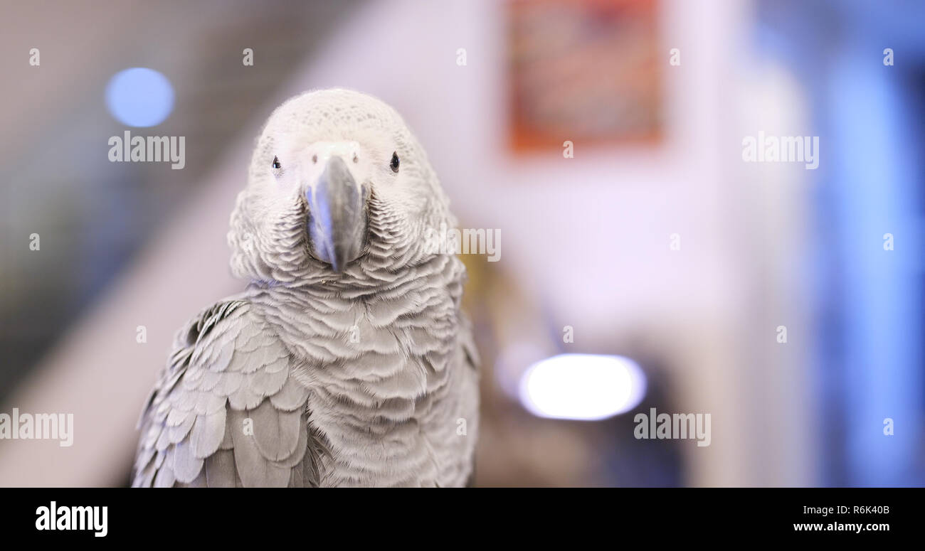 African grey parrot home hi-res stock photography and images - Alamy