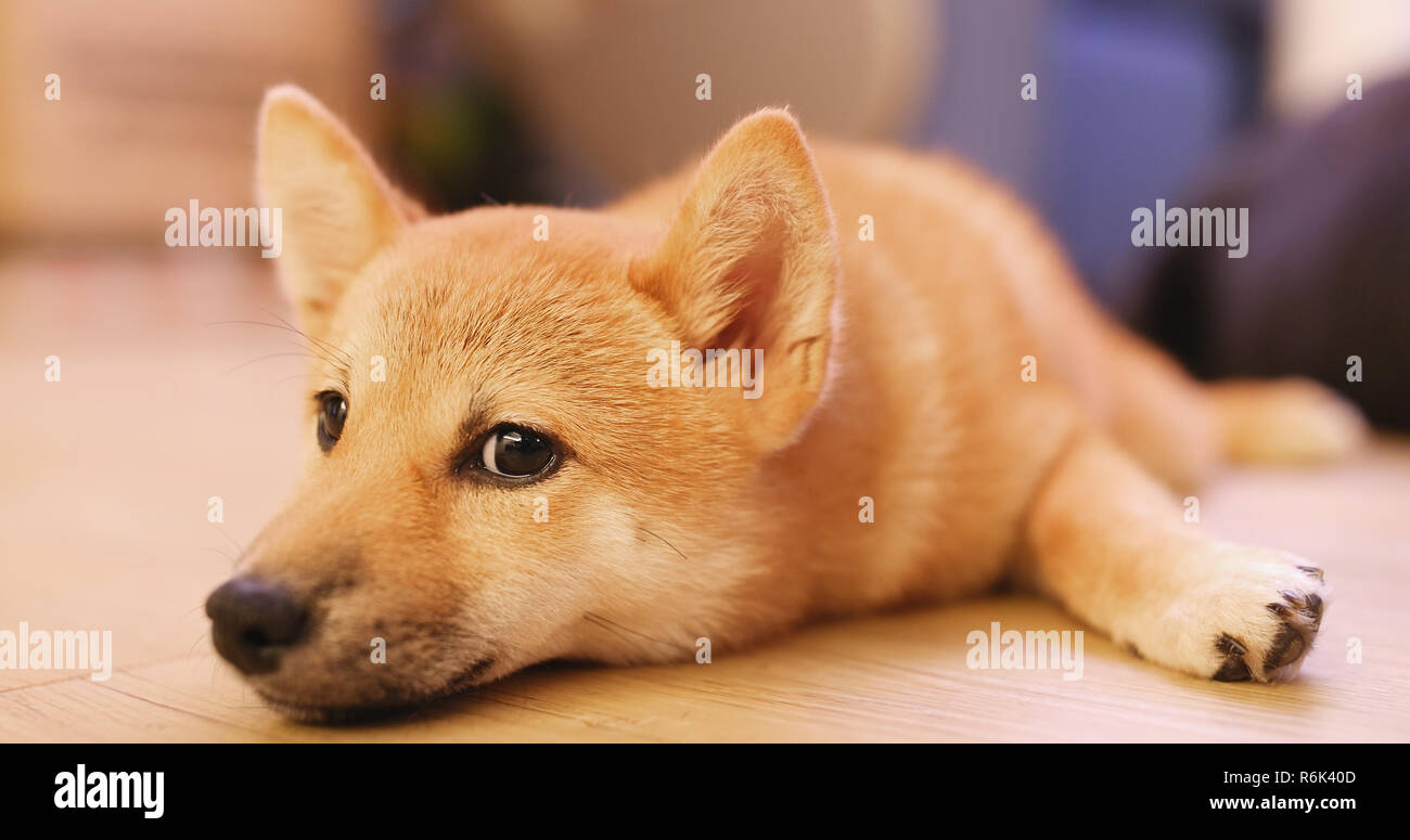 Young shibu hi-res stock photography and images - Alamy