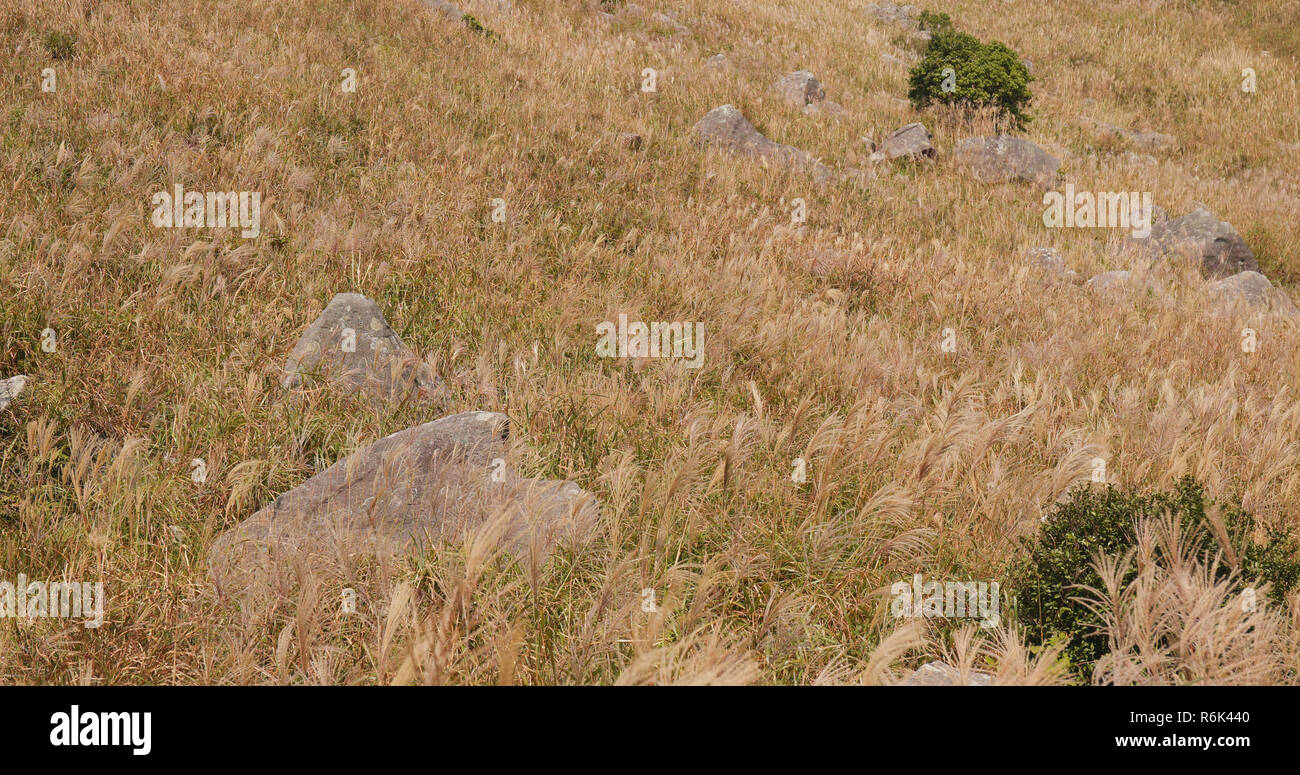 Sunset peak and sliver grass Stock Photo - Alamy
