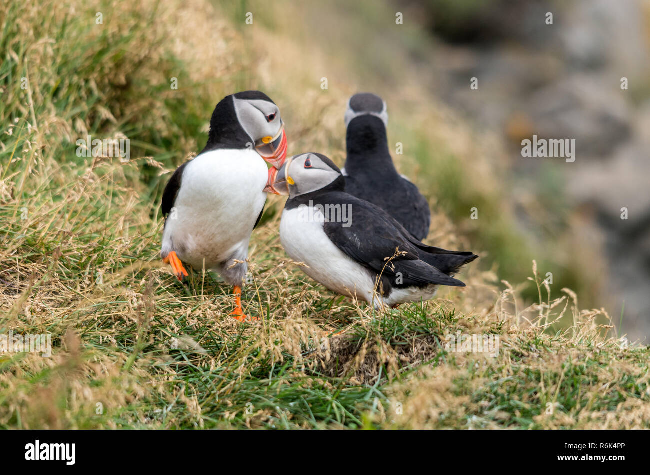 The Atlantic puffin, also known as the common puffin Stock Photo - Alamy
