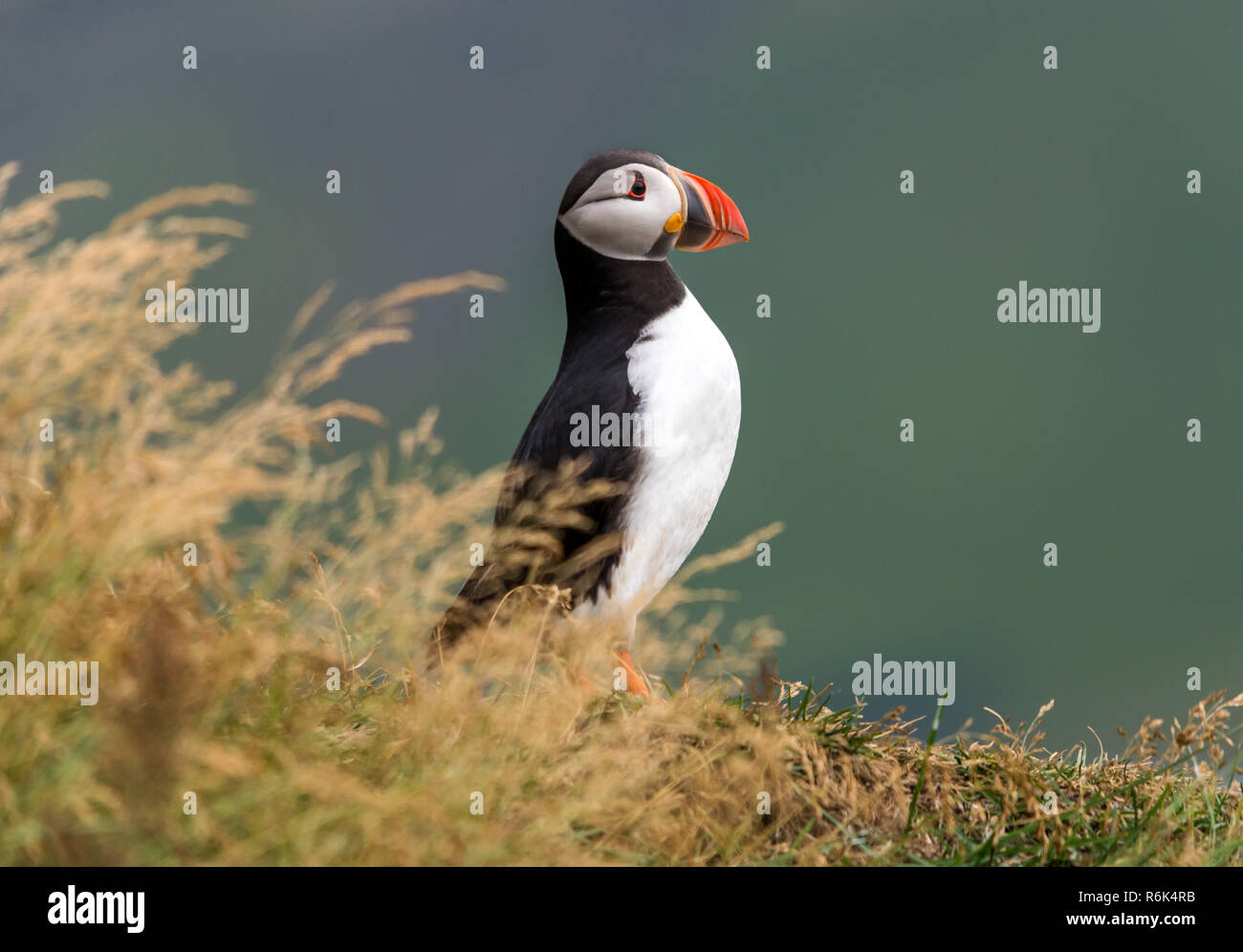 The Atlantic puffin, also known as the common puffin Stock Photo - Alamy