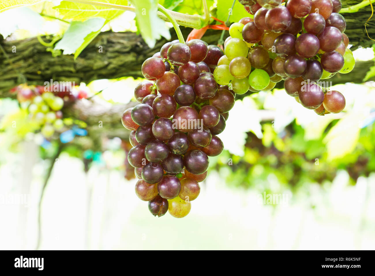 Red grape vine Stock Photo - Alamy