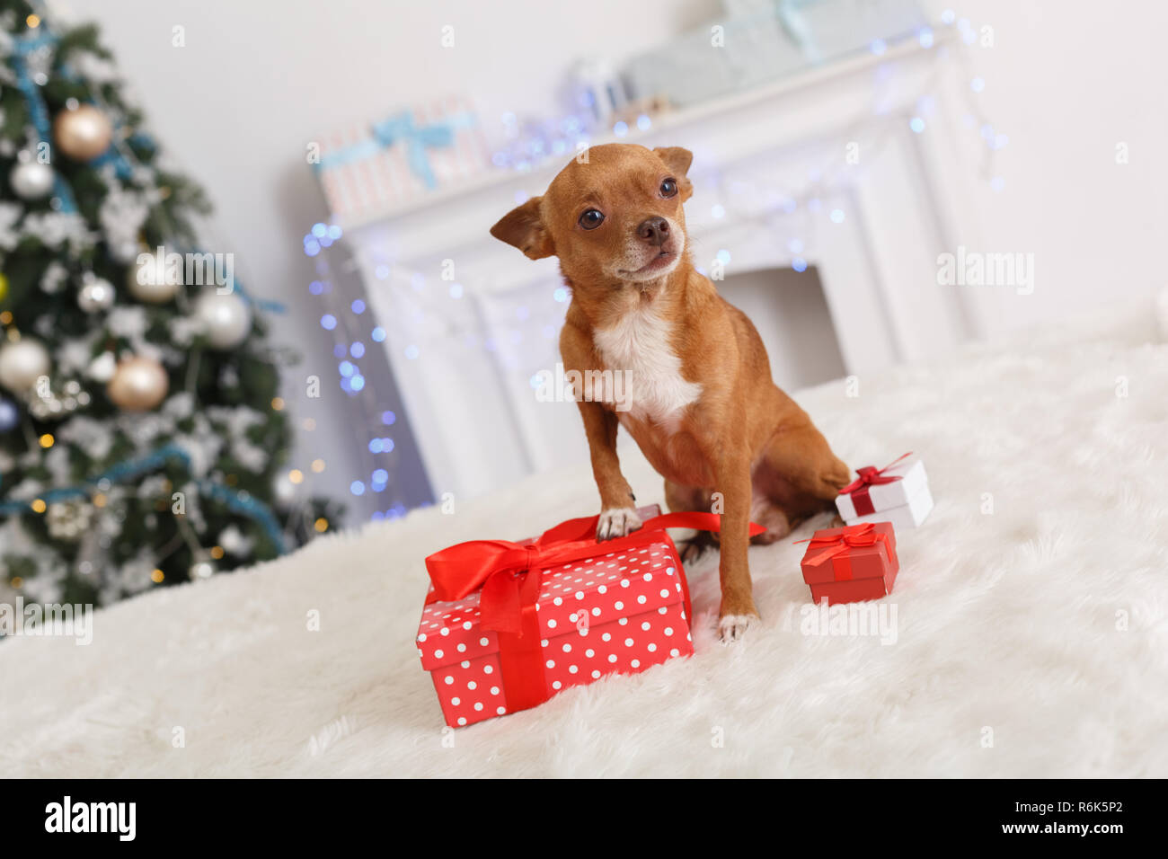 New Year. Decorated room with dog stepping on gift boxes happy close-up ...
