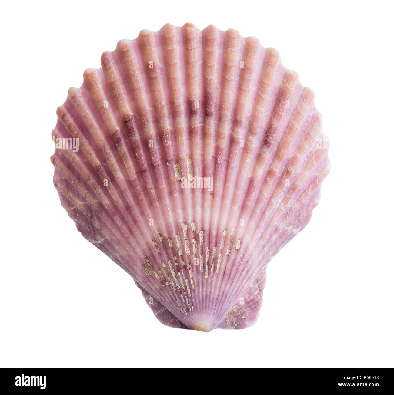 Scallop seashell isolated on white Stock Photo - Alamy