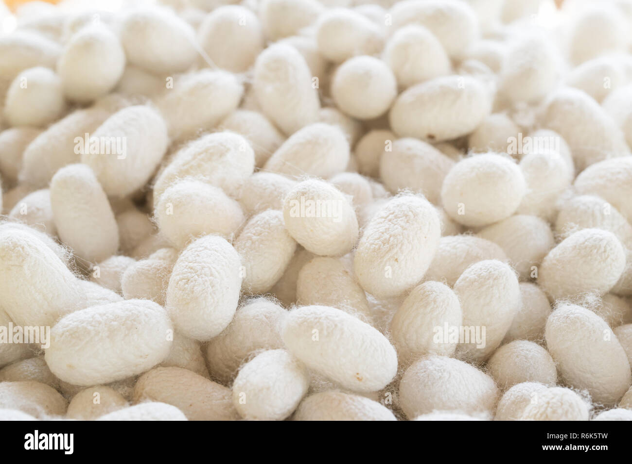 Spin thread cocoon hi-res stock photography and images - Alamy