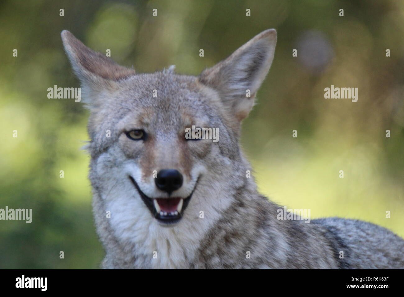 Loup en nature sauvage au quebec hi-res stock photography and images ...
