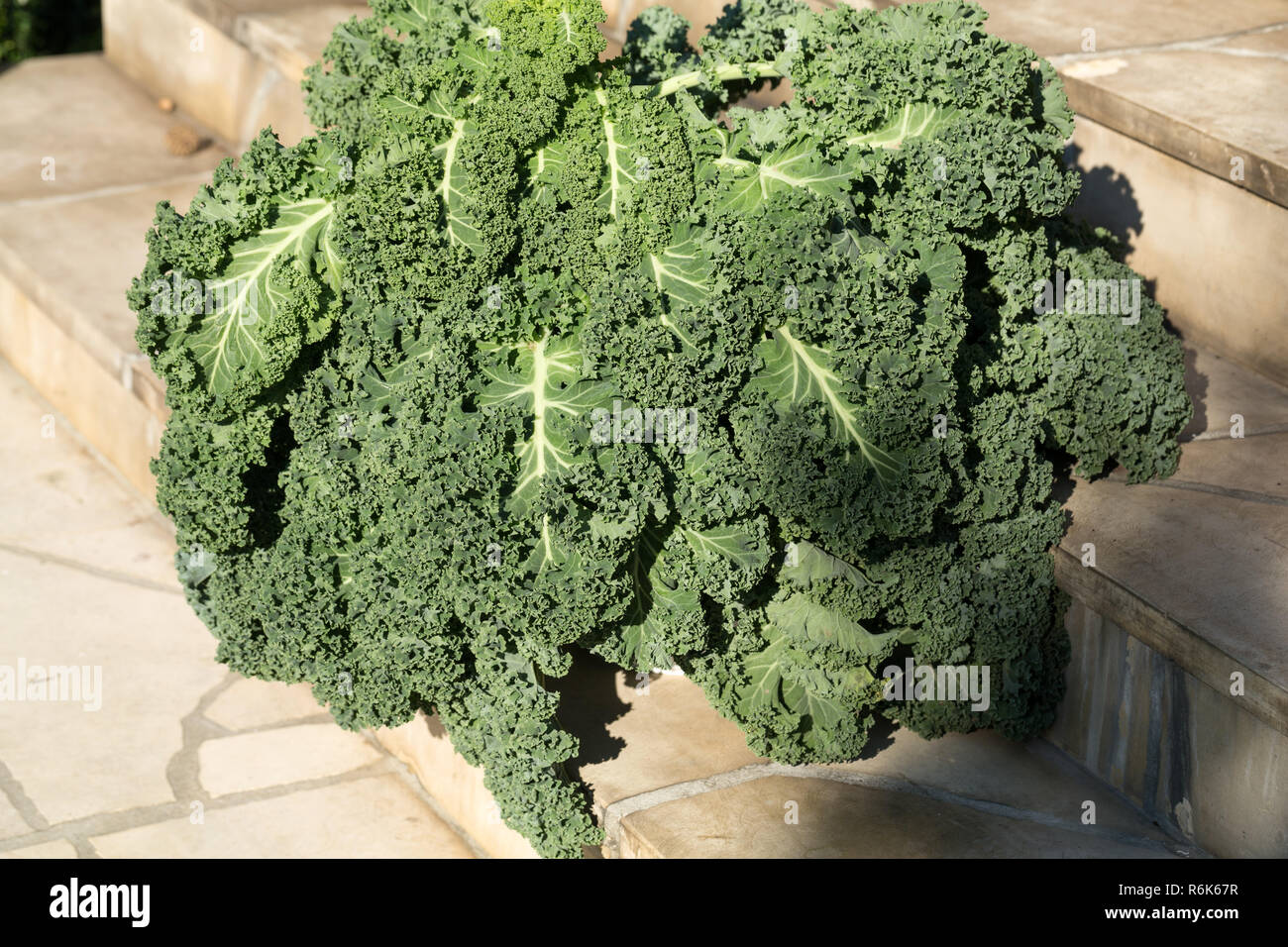 A healthy fresh curly kale Stock Photo - Alamy