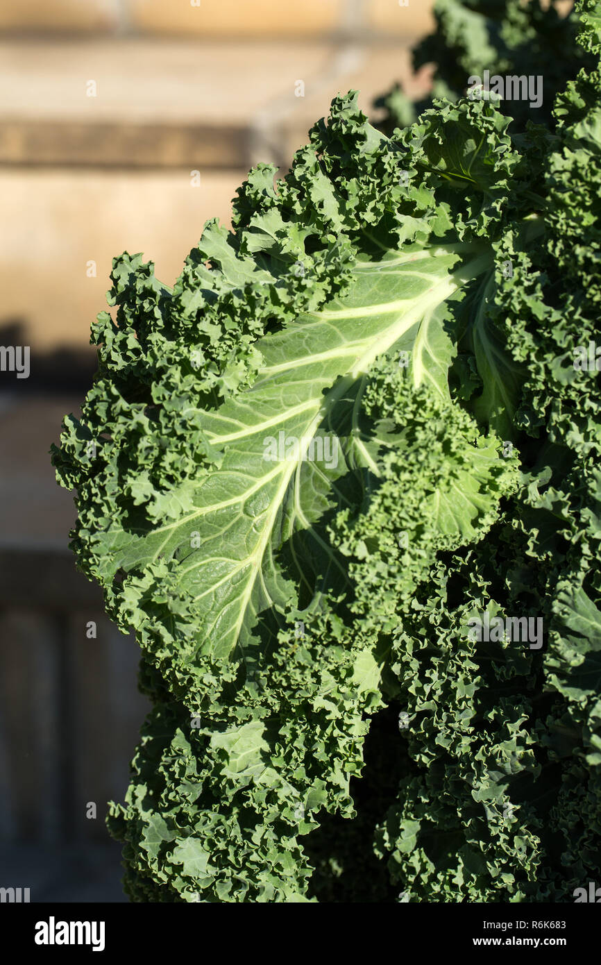 A healthy fresh curly kale Stock Photo - Alamy