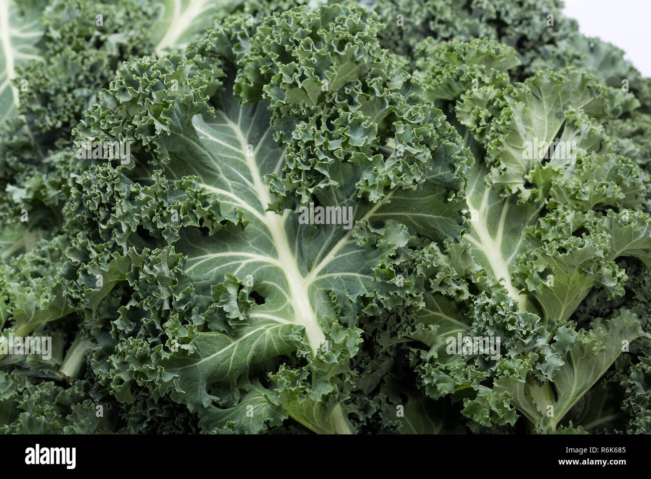 A healthy fresh curly kale Stock Photo - Alamy