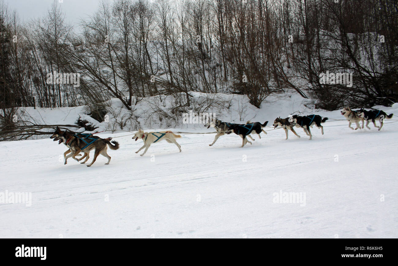 dog,huskies,husky,polar dogs,running,sled dog racing,winter,snow Stock ...
