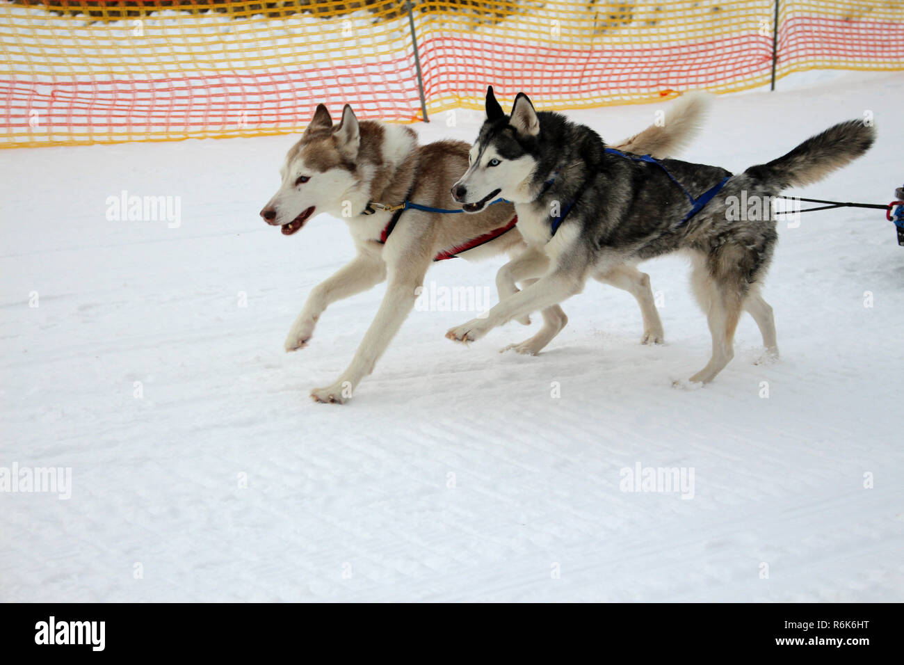 dog,huskies,husky,polar dogs,racing,sled dog racing Stock Photo - Alamy