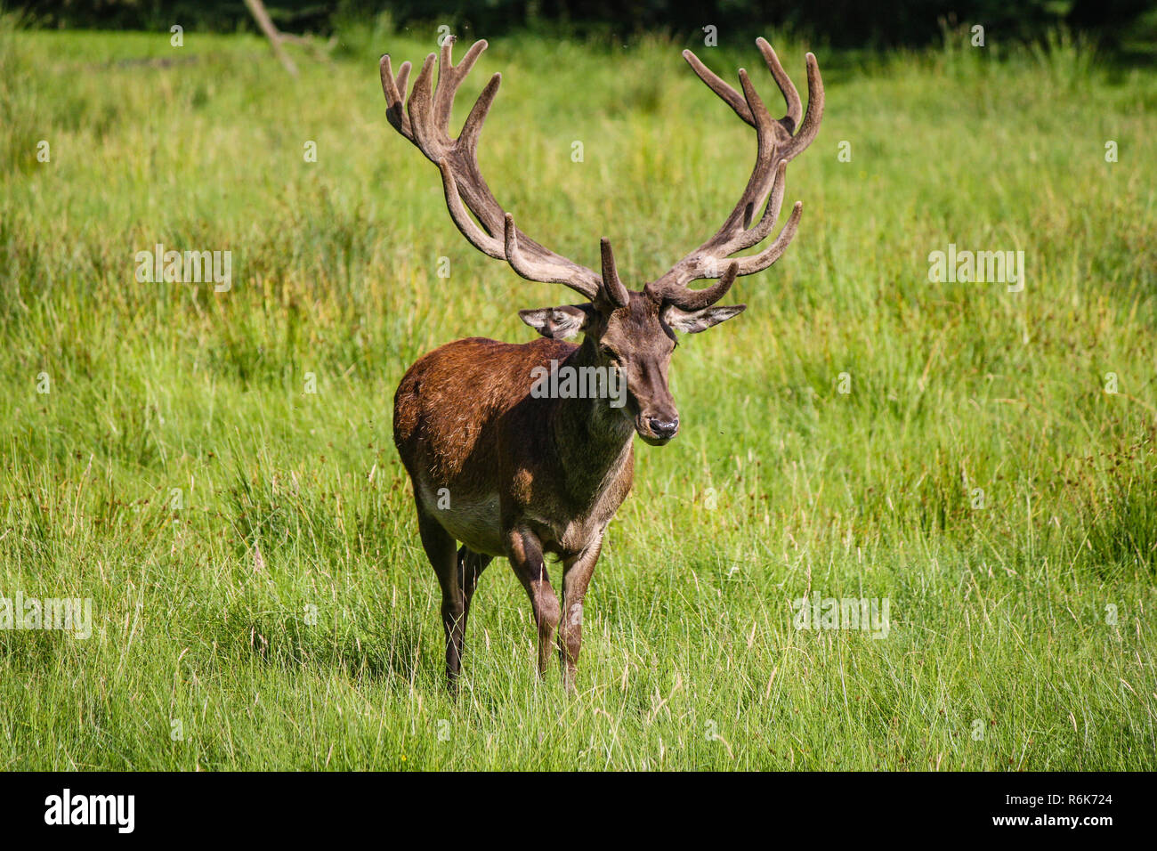 red deer on the meadow Stock Photo - Alamy