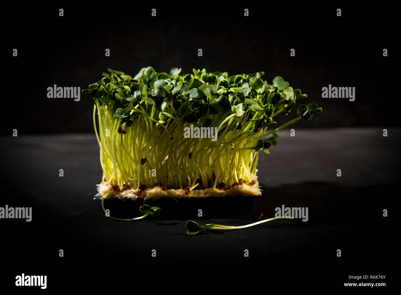 Black wood cress hi-res stock photography and images - Alamy