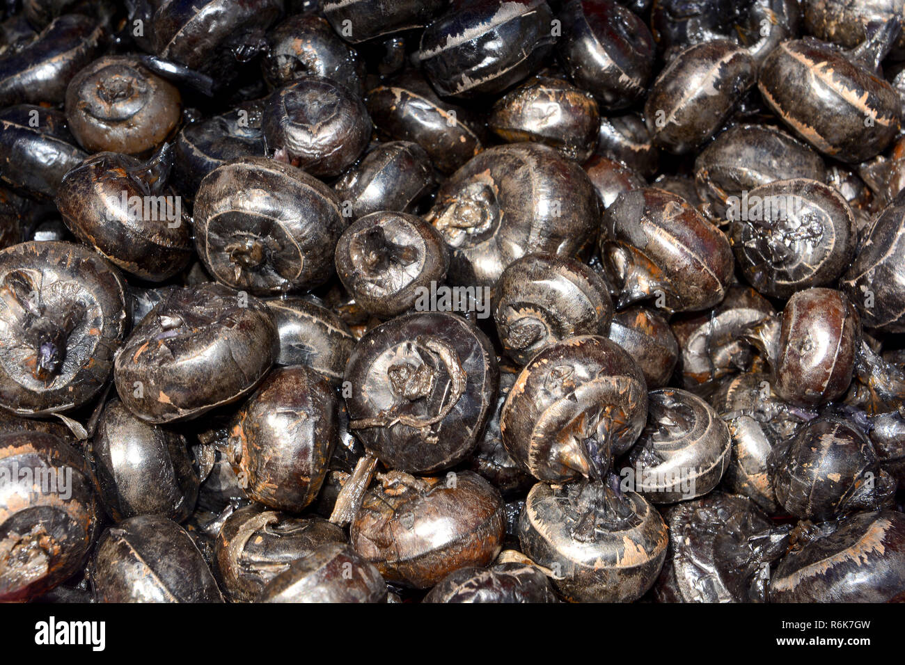 Water chestnut grow hi-res stock photography and images - Alamy