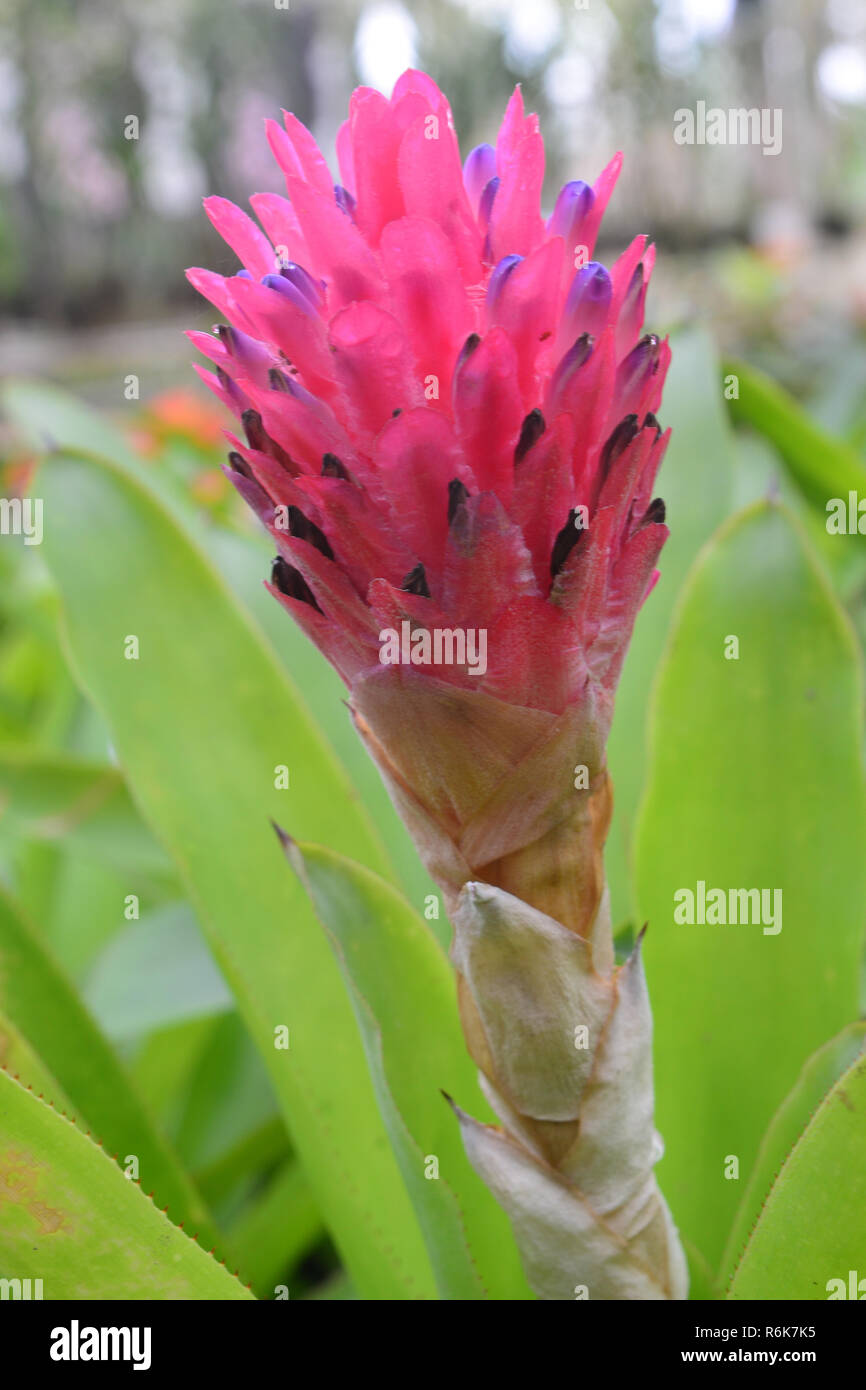 Bromeliad (Aechmea fasciata Stock Photo - Alamy