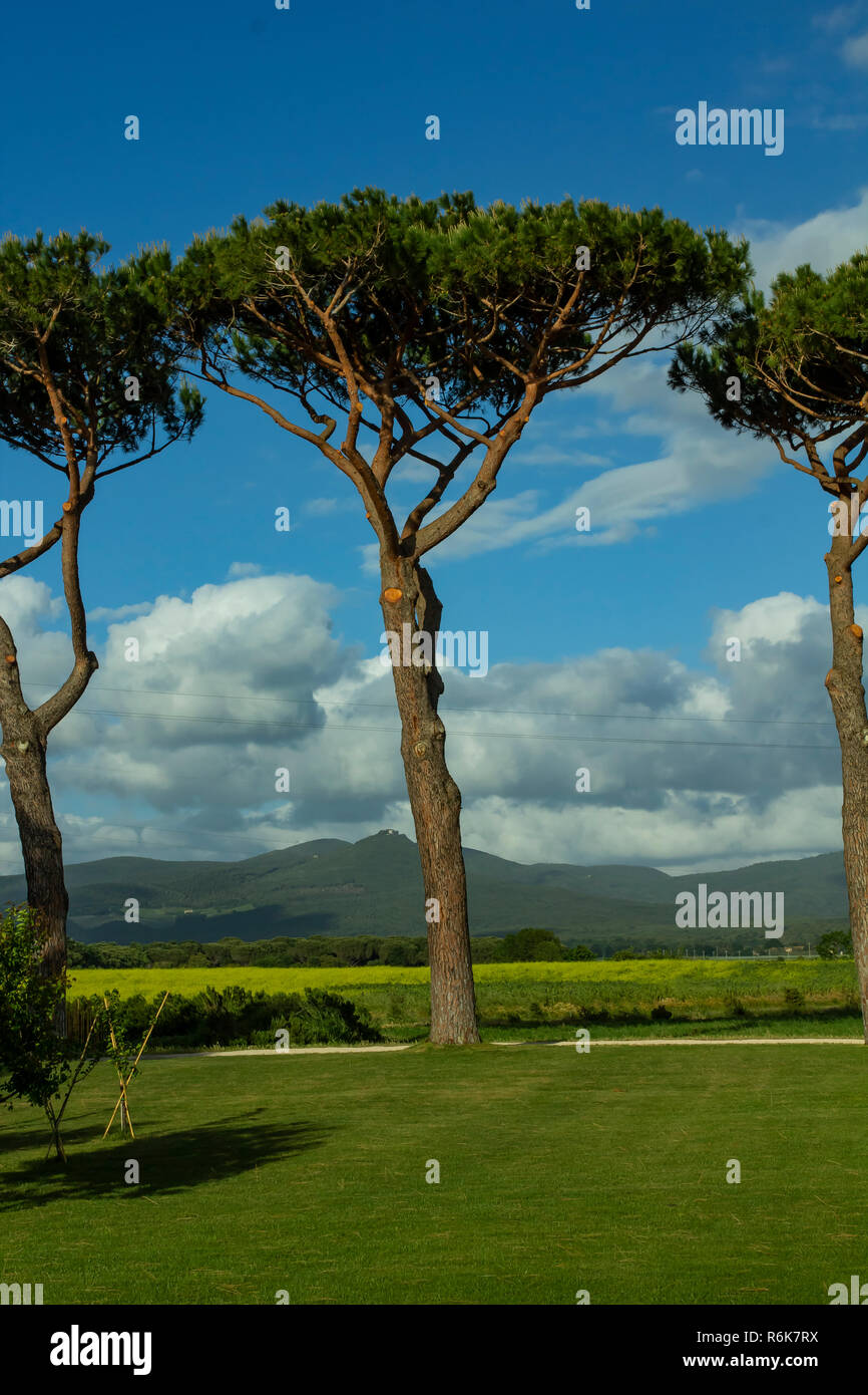 The road between trees. A road is full of trees Stock Photo - Alamy
