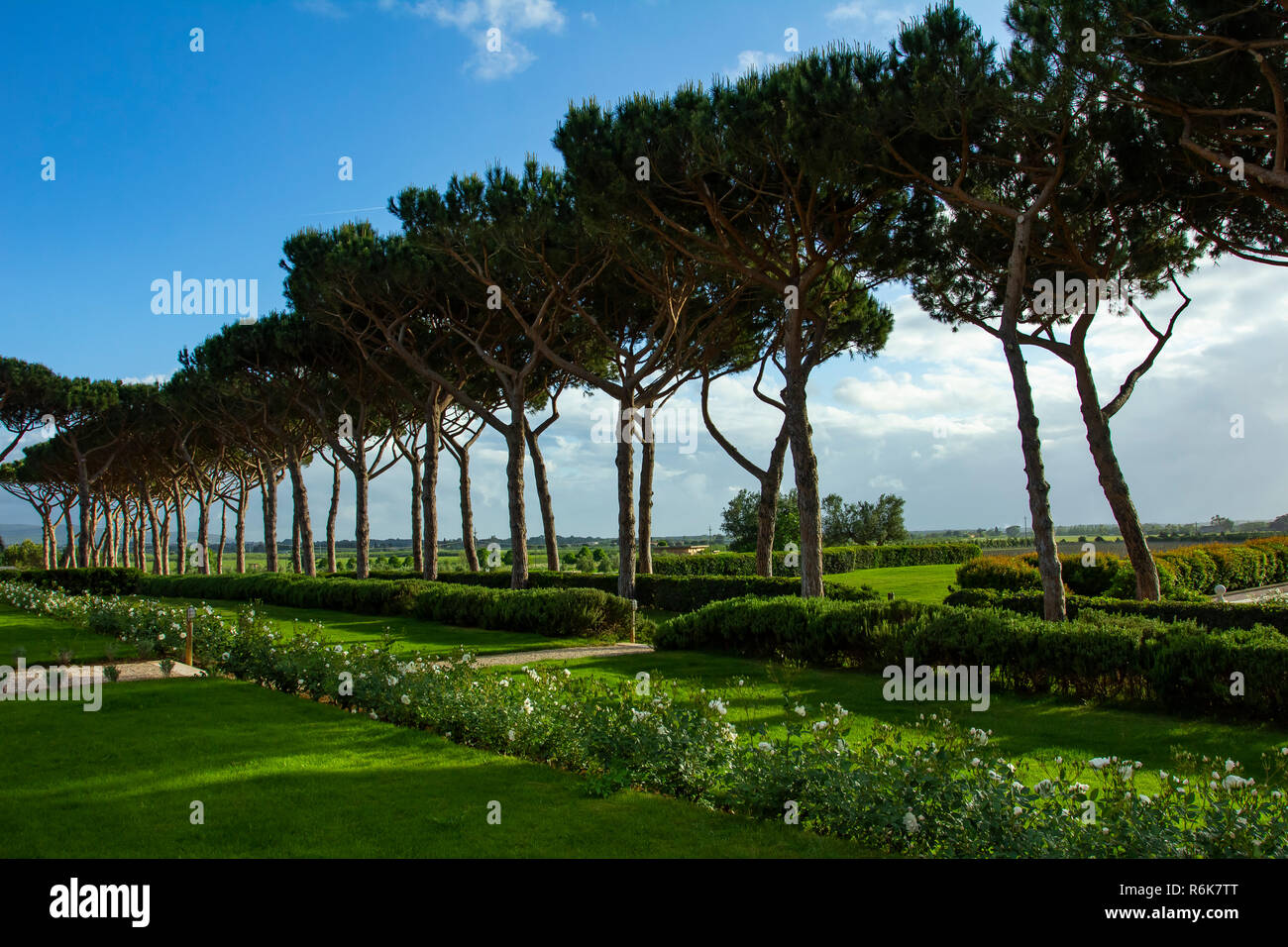 The road between trees. A road is full of trees Stock Photo - Alamy
