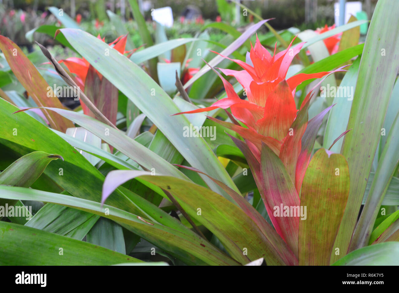 Red Bromeliads High Resolution Stock Photography and Images - Alamy