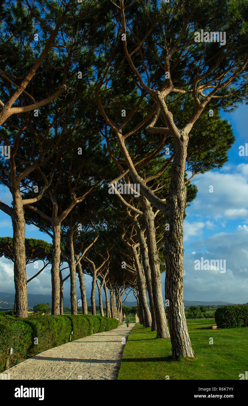 The road between trees. A road is full of trees Stock Photo - Alamy