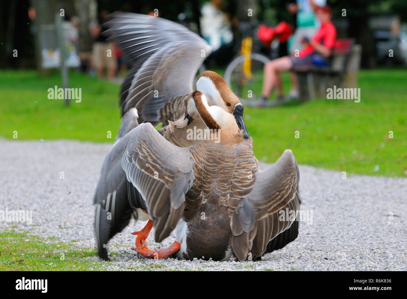 fighting swan geese Stock Photo - Alamy
