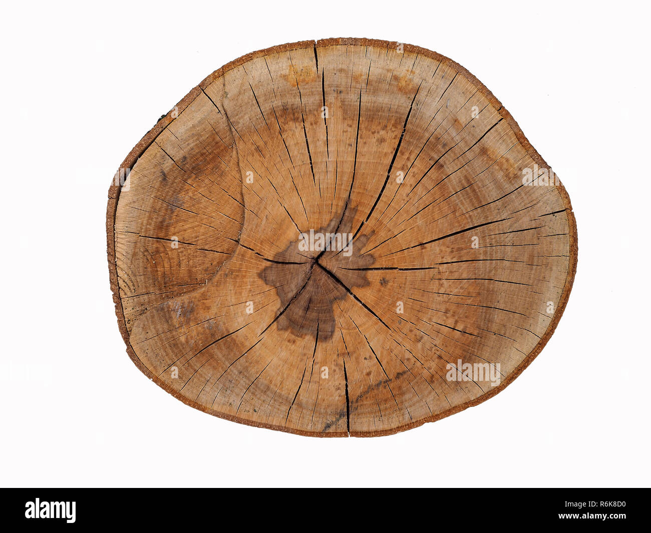 Rings trunk Cut Out Stock Images & Pictures - Alamy