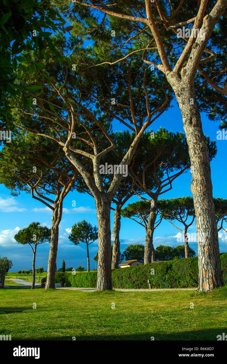 The road between trees. A road is full of trees Stock Photo - Alamy