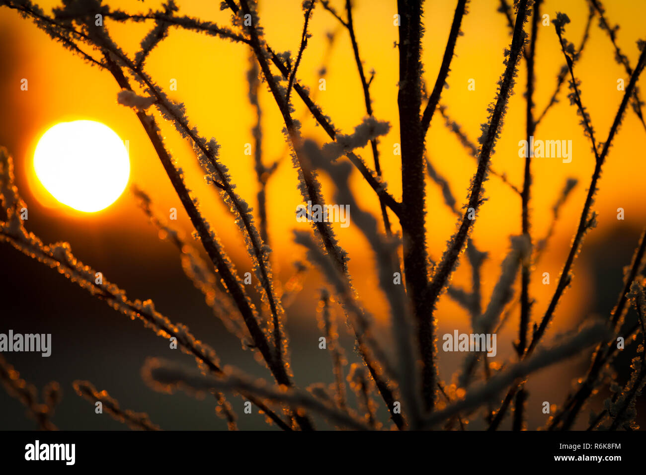 Sunset behind branches in Luvia, Finland Stock Photo - Alamy