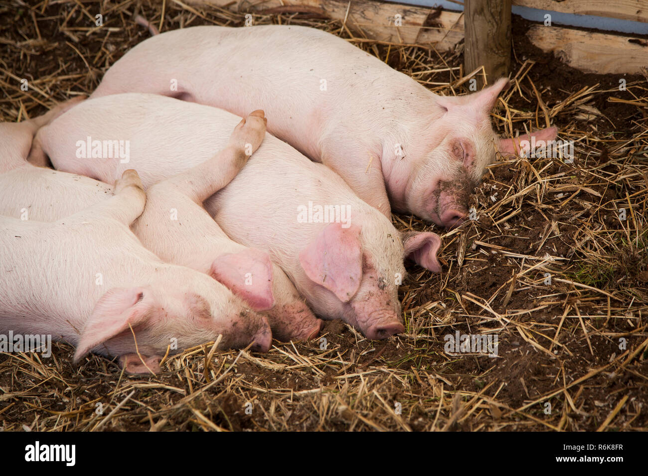 Four piglets hi-res stock photography and images - Alamy