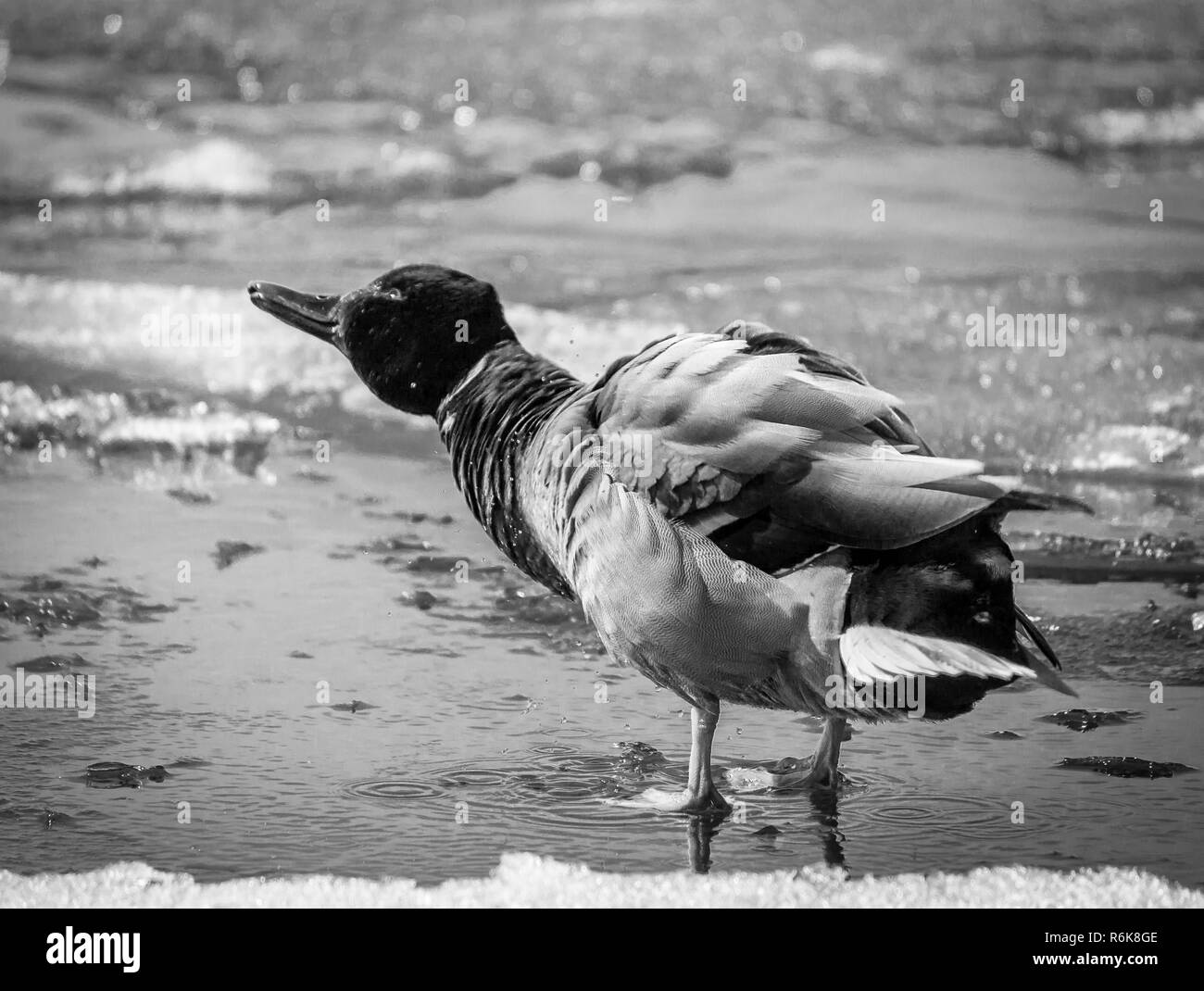 Duck is washing itself Stock Photo - Alamy