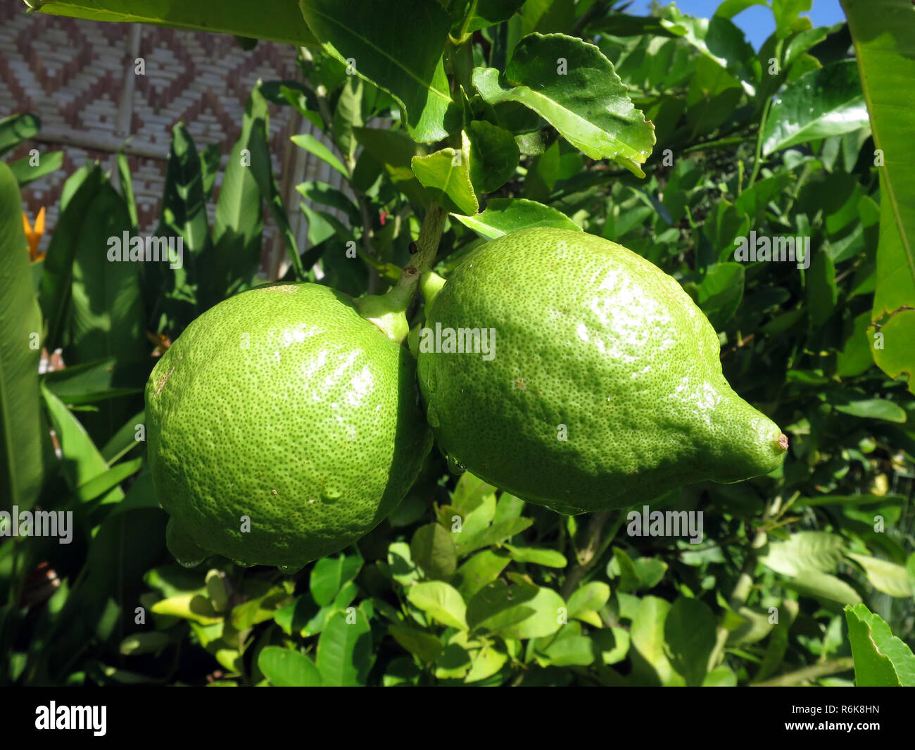 lemon tree (citrus limon) - two unripe fruits on the bush Stock Photo ...