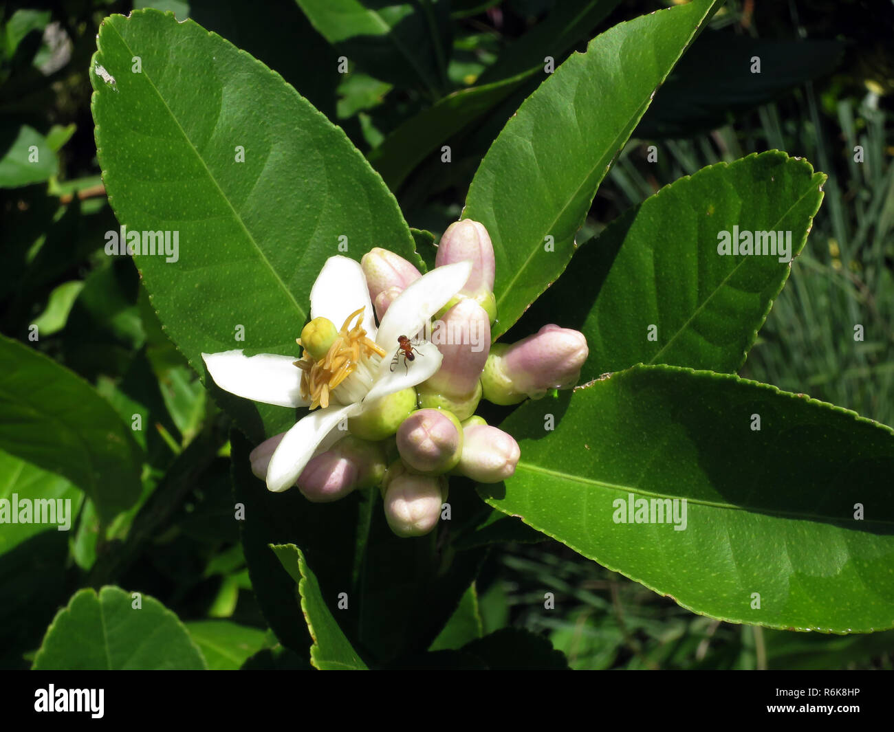 lemon tree (citrus limon) - flowering shrub Stock Photo - Alamy