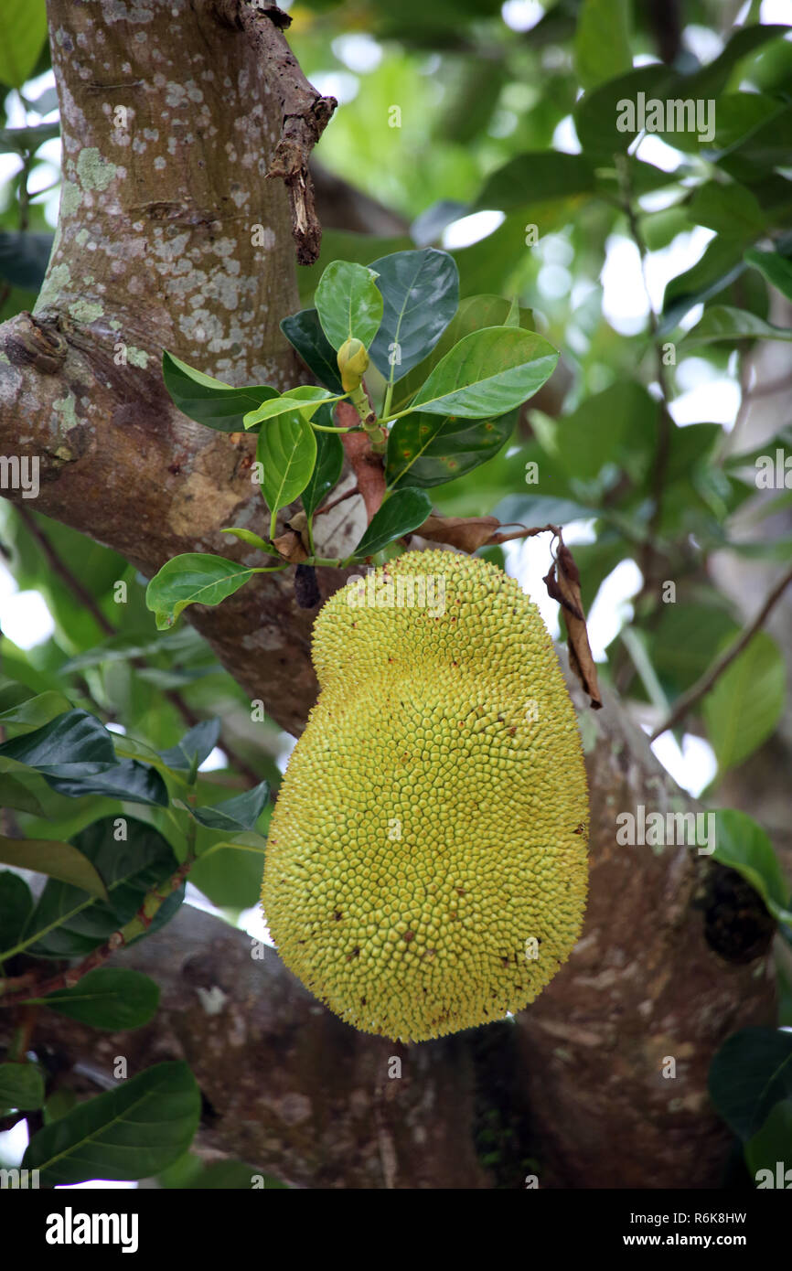 Jackfruit philippines hi-res stock photography and images - Alamy
